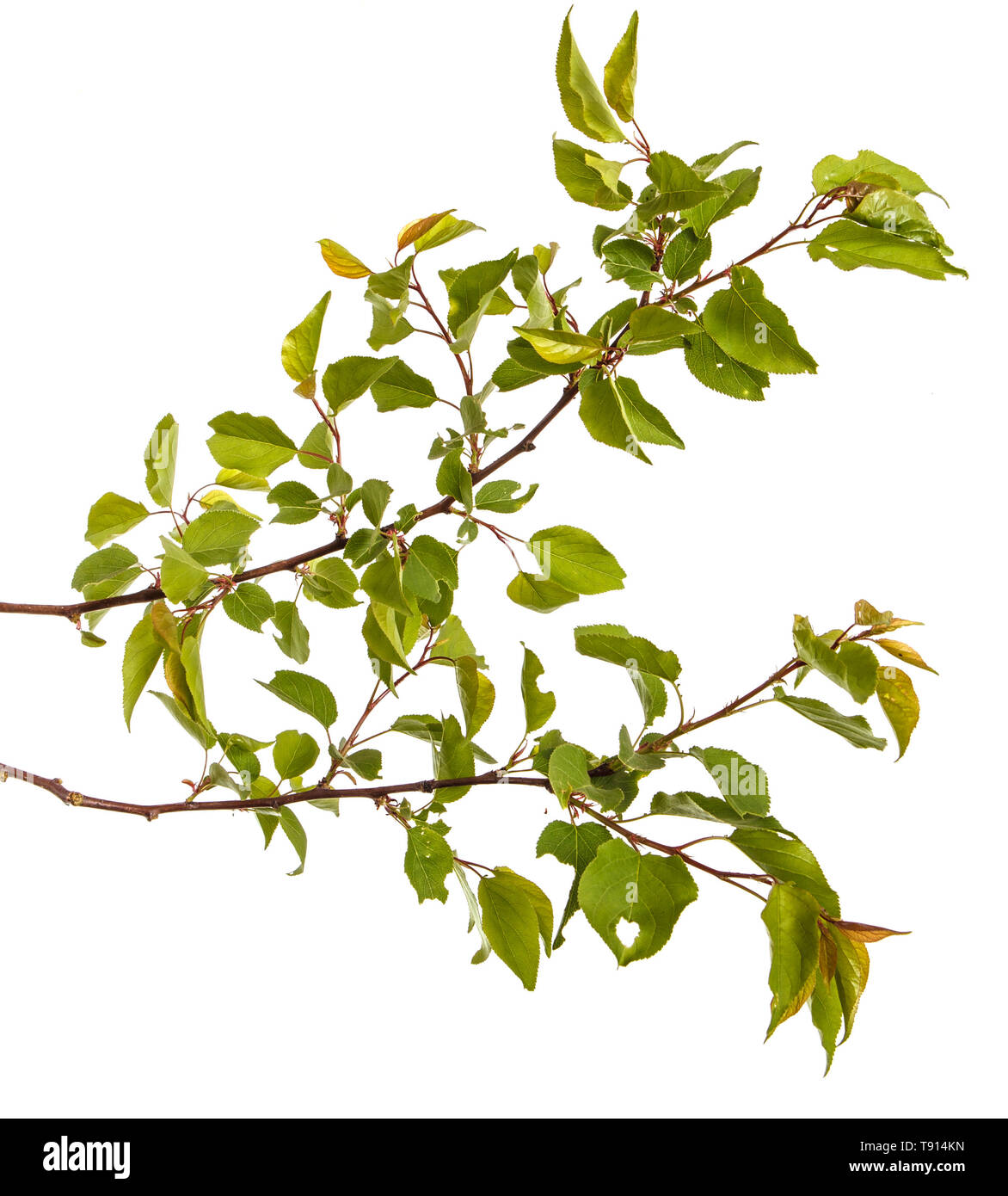 Green tree leaves nature flora Cut Out Stock Images & Pictures - Alamy