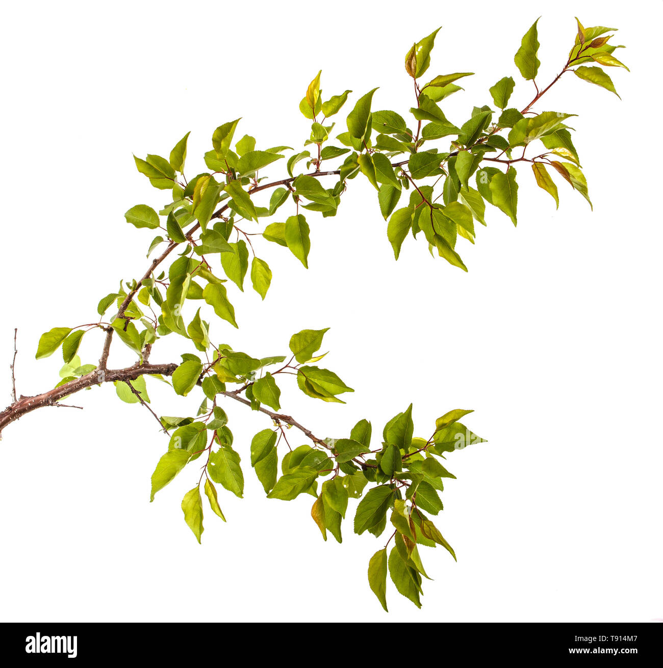 Branch of apricot tree with green leaves isolated on white Stock Photo ...