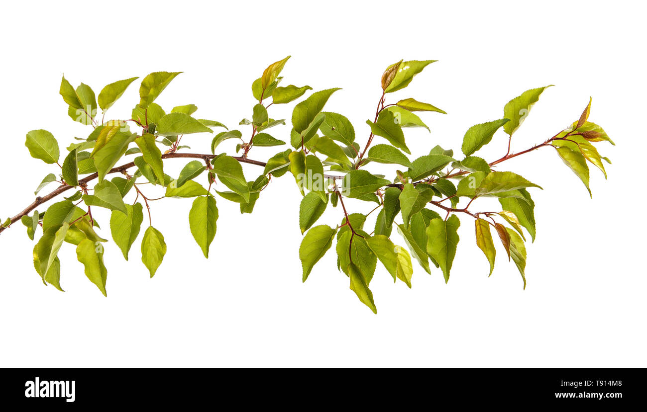 Branch of apricot tree with green leaves isolated on white Stock Photo ...