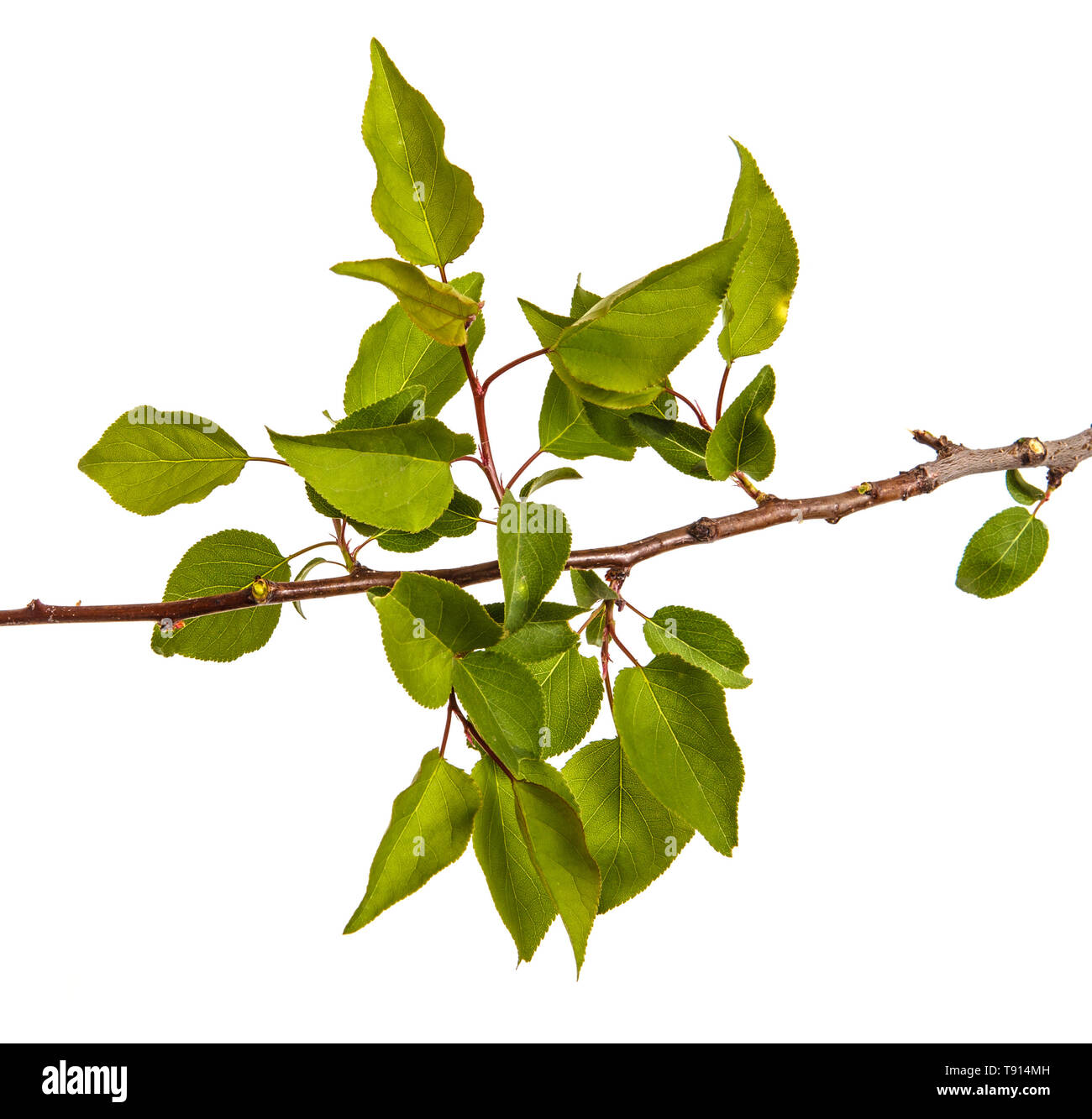 Branch of apricot tree with green leaves isolated on white Stock Photo ...