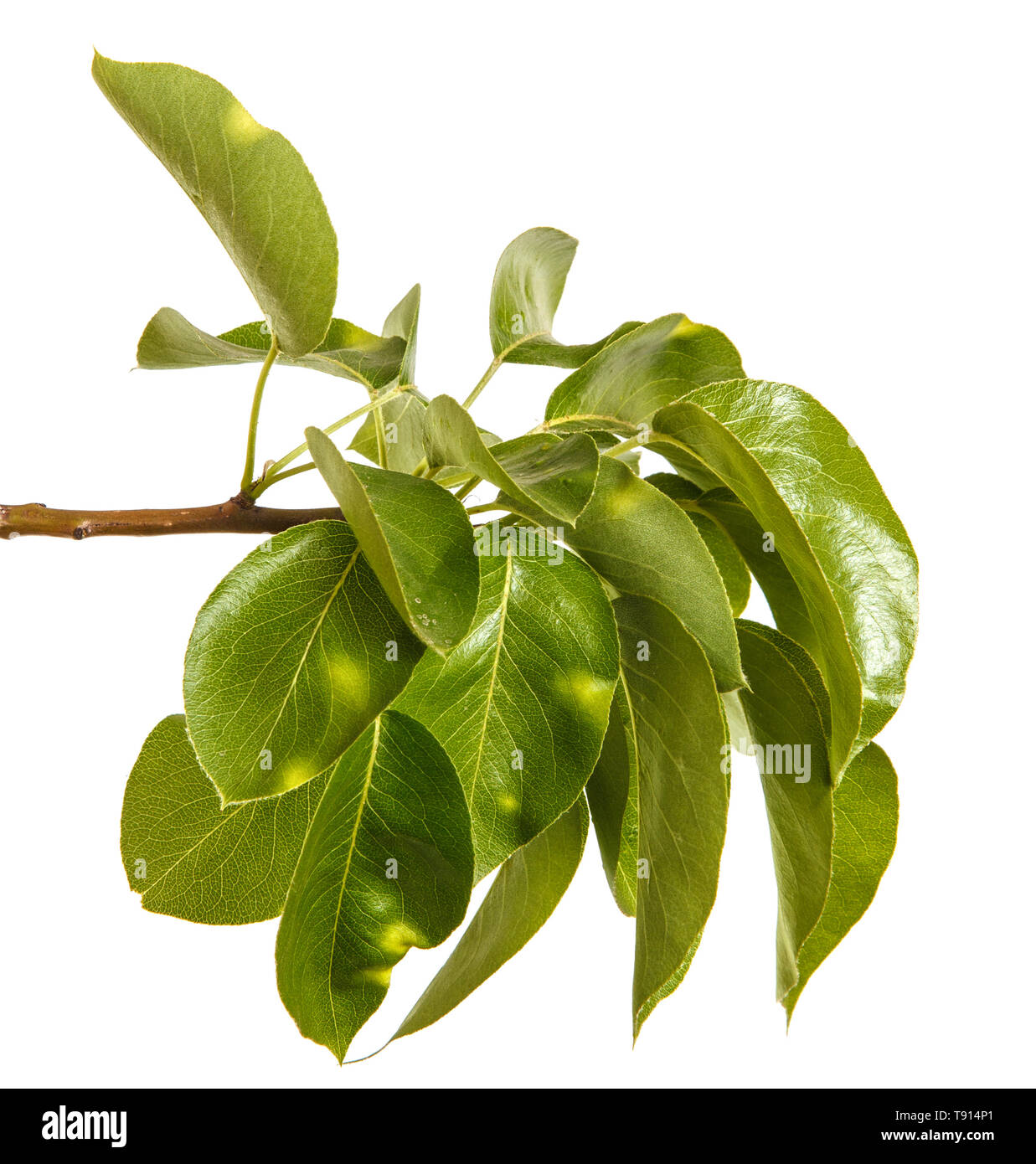 branch of pear tree with young green leaves. Isolated on white Stock ...