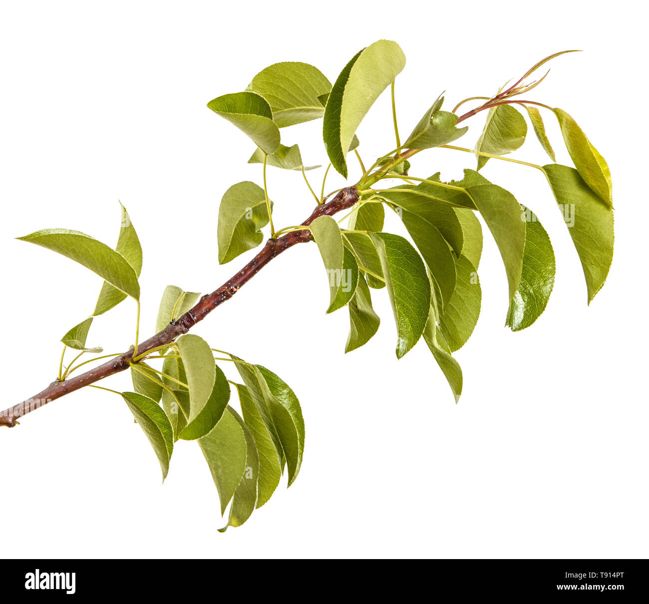 branch of pear tree with young green leaves. Isolated on white Stock ...