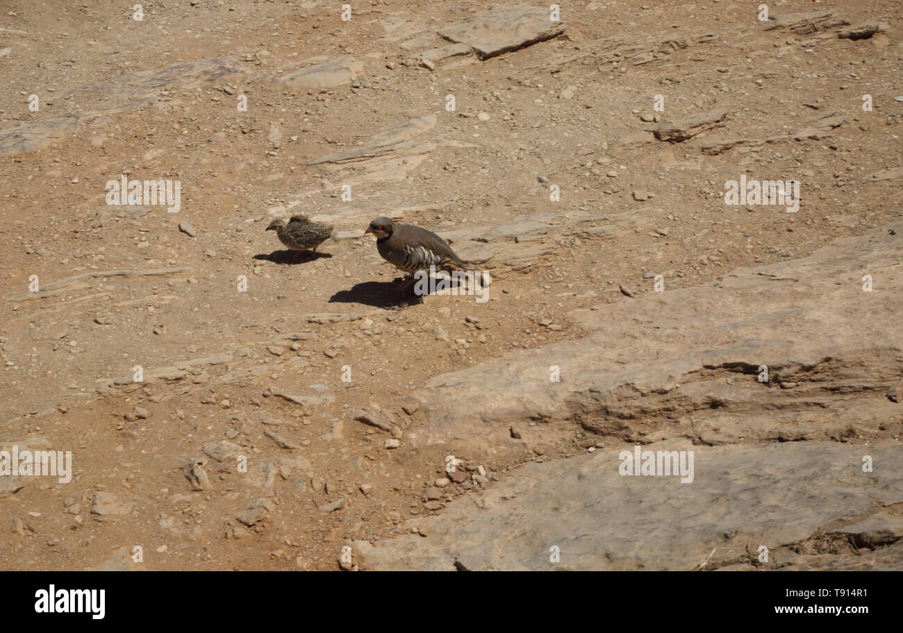 Attica Greece Cape Sounion Partridge Hens (Alectoris Chukar) Mother and ...