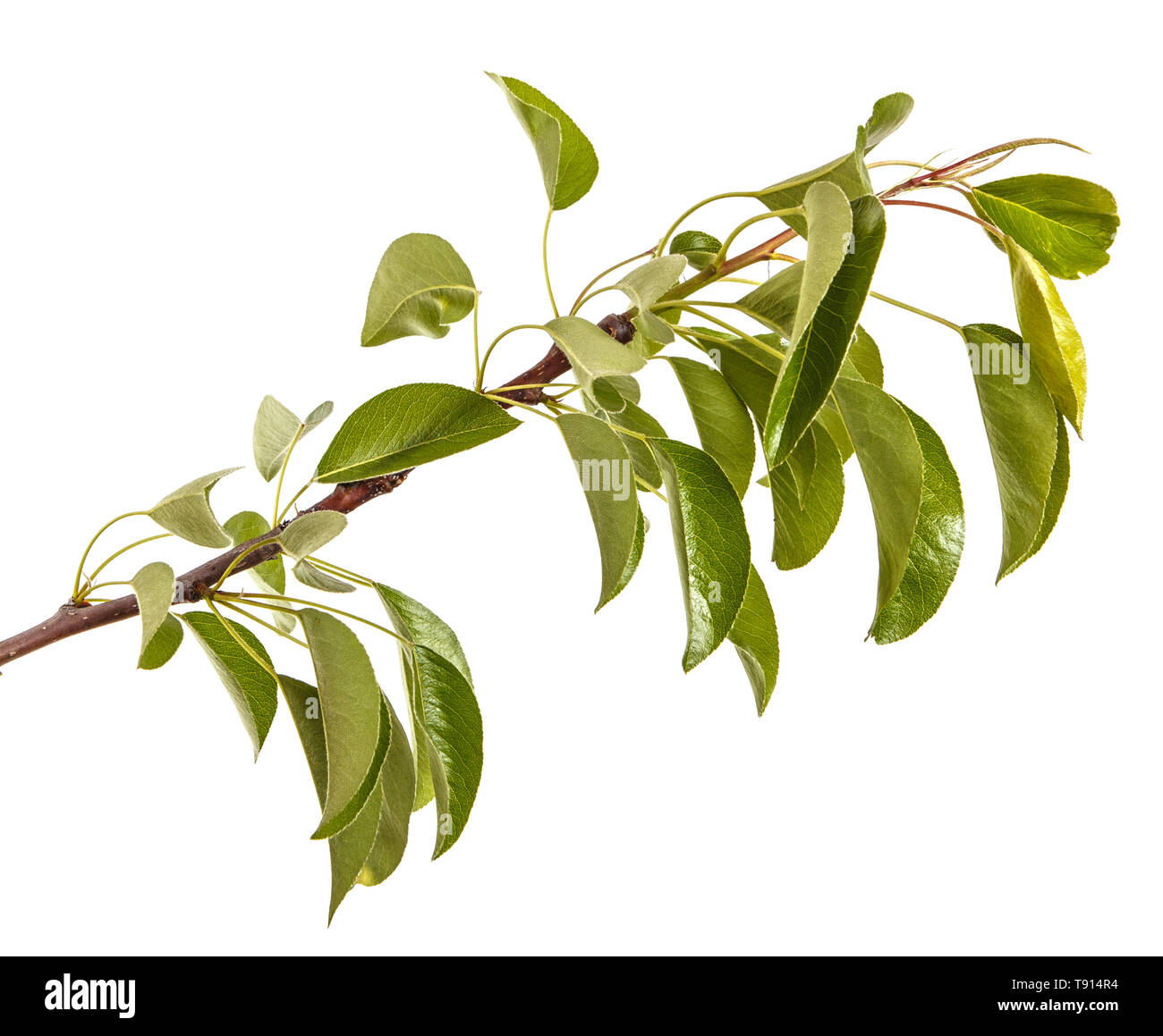 branch of pear tree with young green leaves. Isolated on white Stock ...