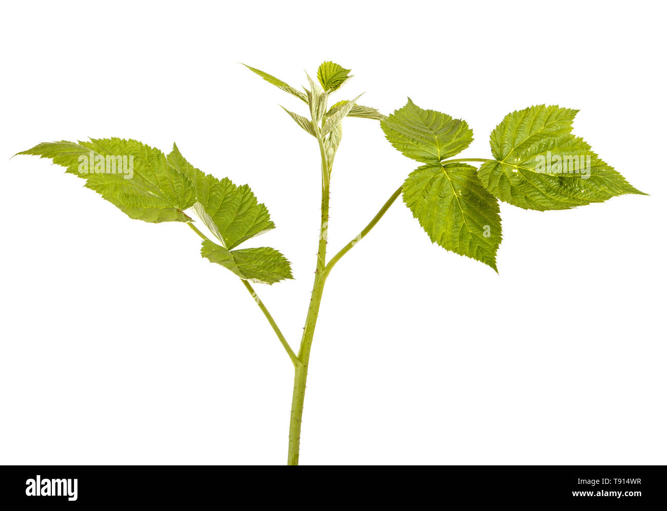 Young green raspberry sprout with green leaves. Isolated on white Stock ...