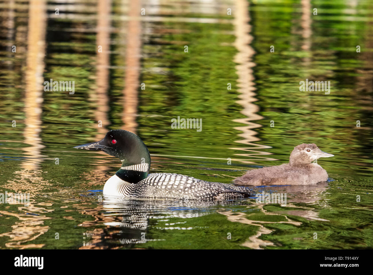 Common loon, Gavia immer, and chick on Beaver Lake in Winfield, British ...