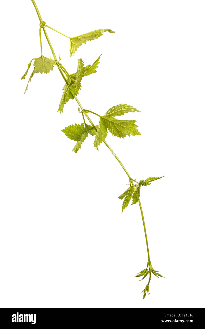 Hops isolate hi-res stock photography and images - Alamy