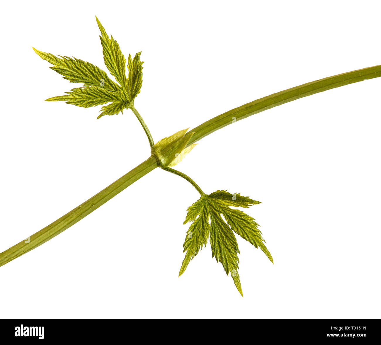 Hops isolate hi-res stock photography and images - Alamy