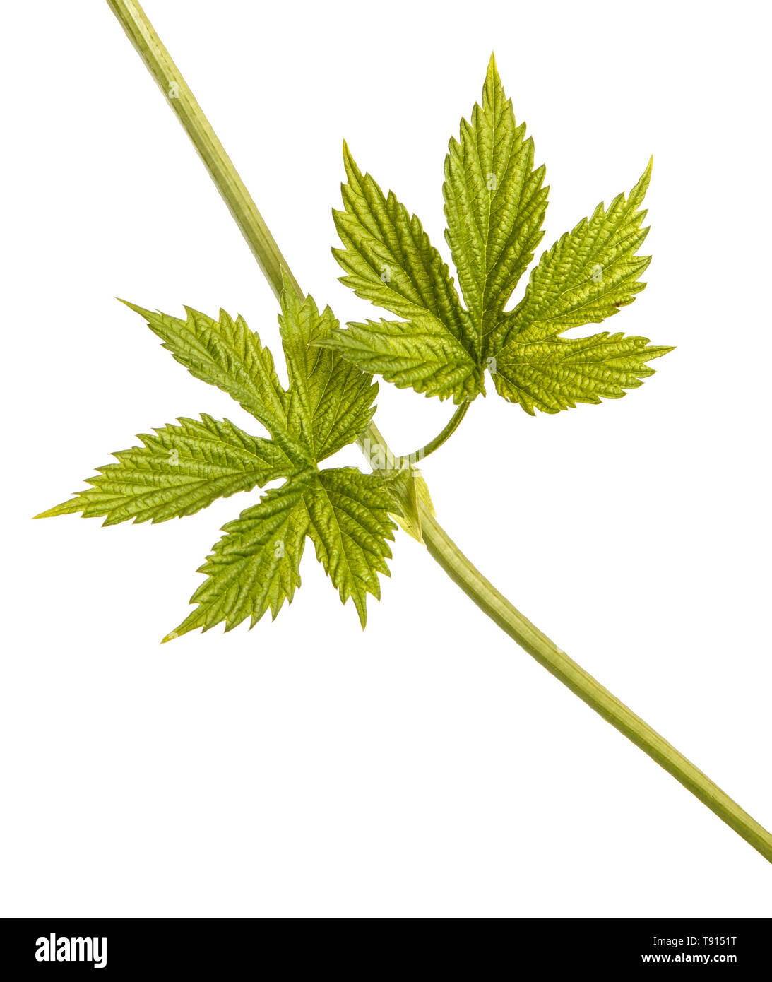 Sprout plant hi-res stock photography and images - Alamy