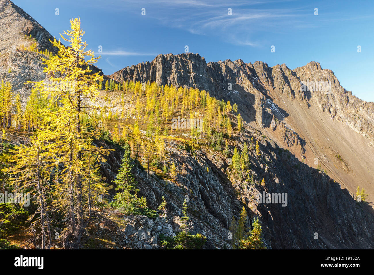 Old sub-alpine larch trees turning gold in Autumn near the summit of ...