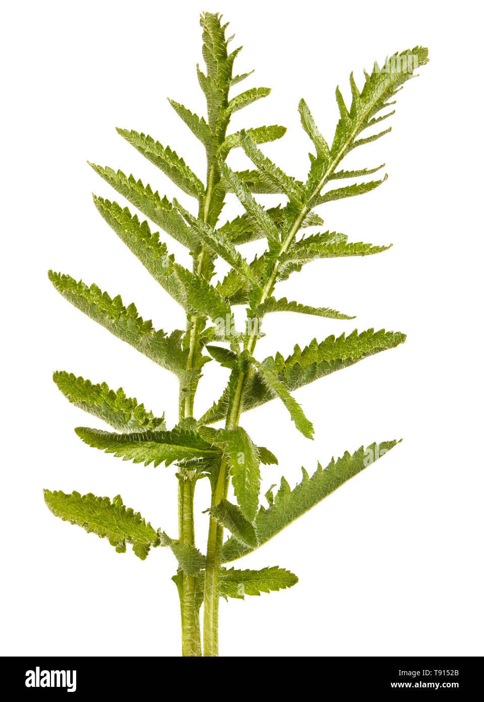 Poppy leaves hi-res stock photography and images - Alamy