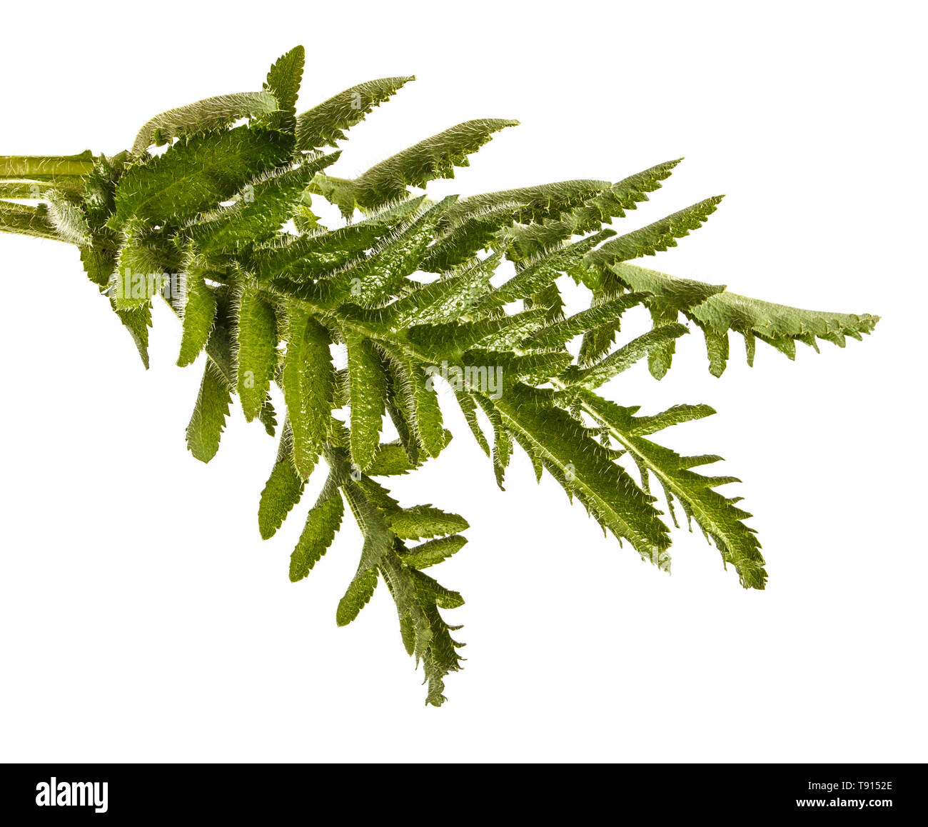 Green leaves of poppies. Isolated on white Stock Photo - Alamy