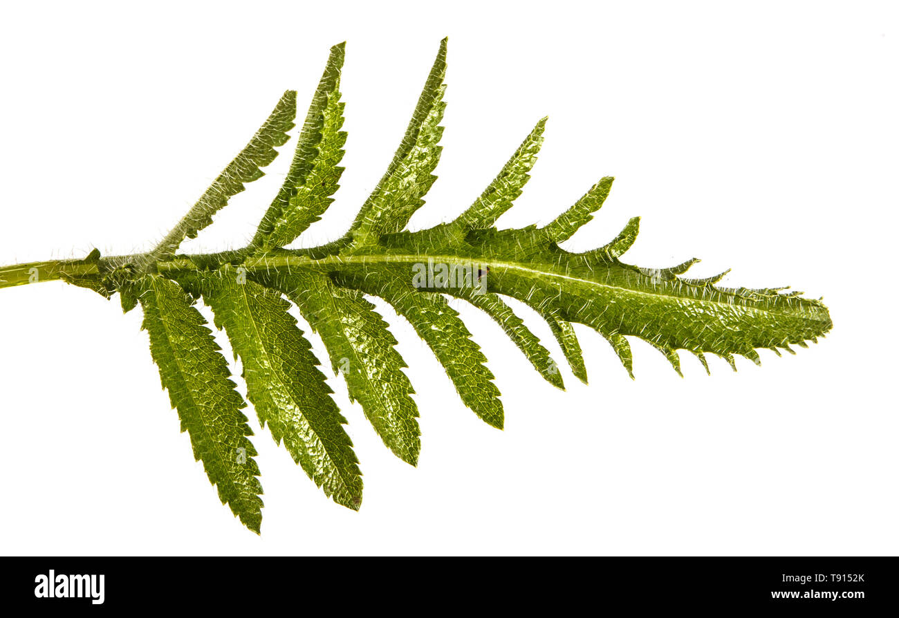 Poppy leaves hi-res stock photography and images - Alamy