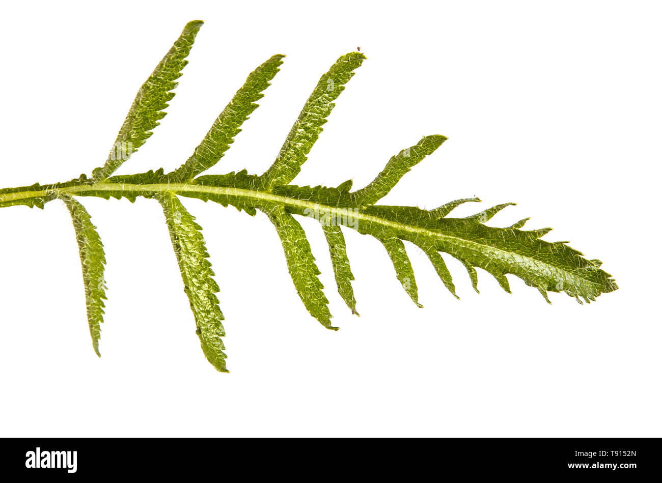 Poppy leaves hi-res stock photography and images - Alamy