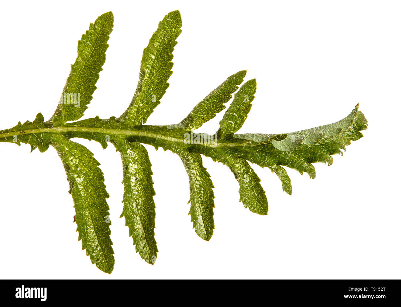 Poppy leaves hi-res stock photography and images - Alamy