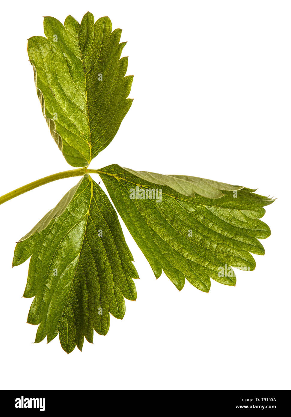 Green strawberry leaves. Isolated on white Stock Photo - Alamy