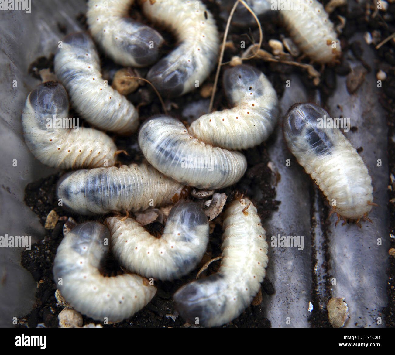 Caterpillar with grubs hi-res stock photography and images - Alamy