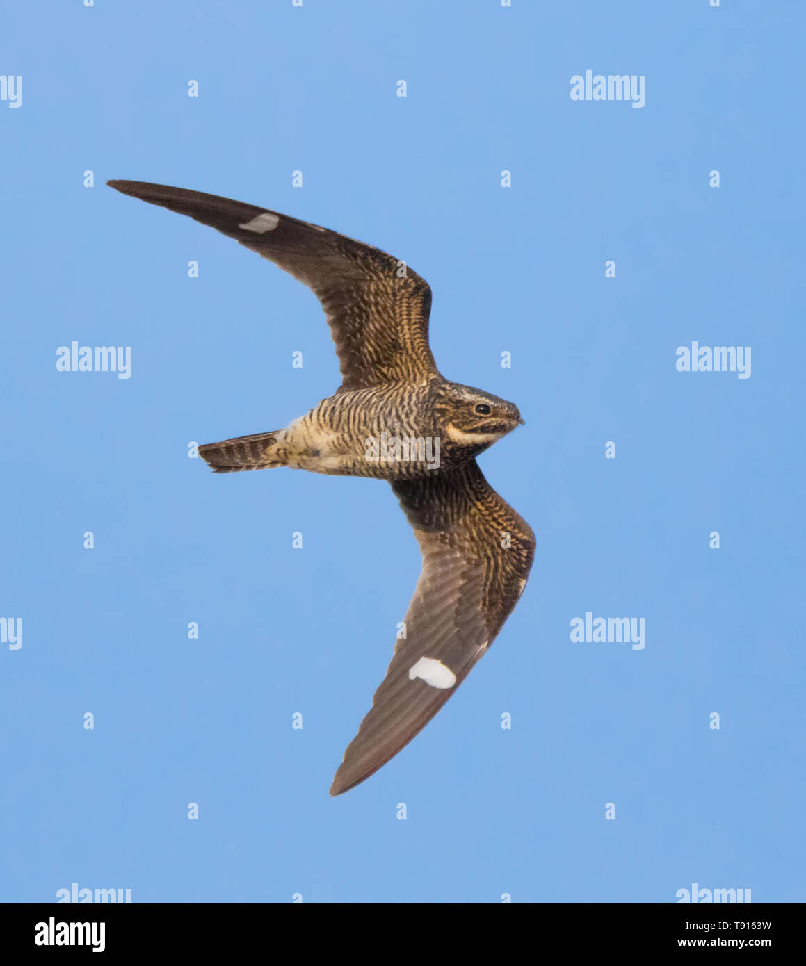Common Nighthawk, Chordeiles minor, flying over Grasslands National ...