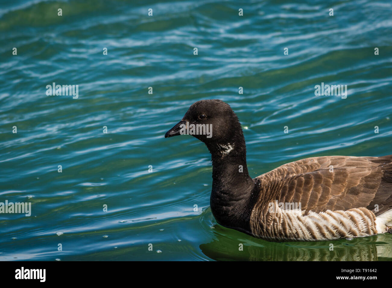 Brant (Branta bernicla) in beautiful blue water at LBI, NJ Stock Photo ...