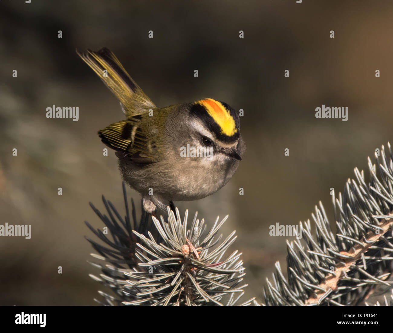 A male Golden-crowned Kinglet, Regulus satrapa, perched on a branch in ...