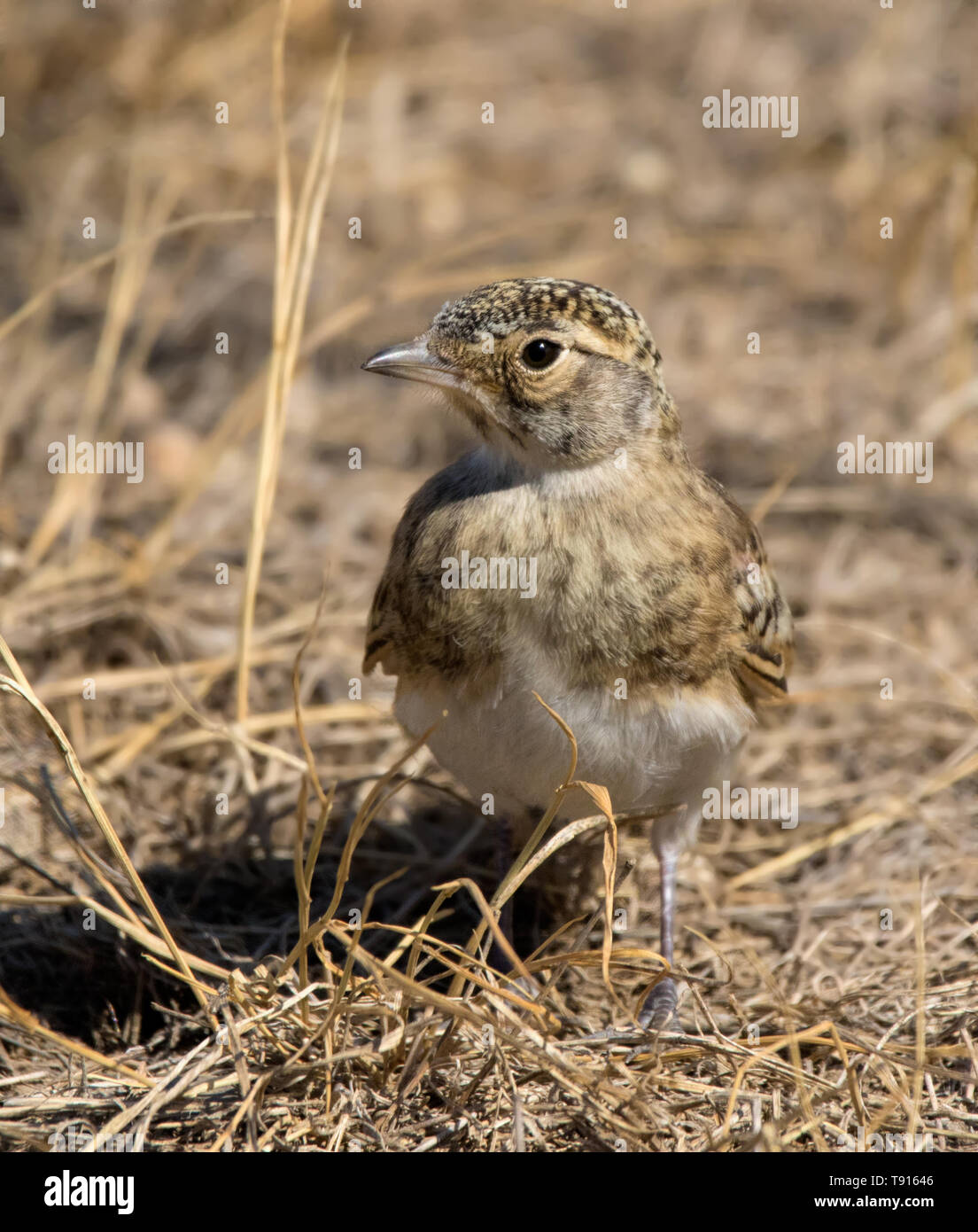 Horned Lark, Eremophila alpestris, chick sat on a country road in ...