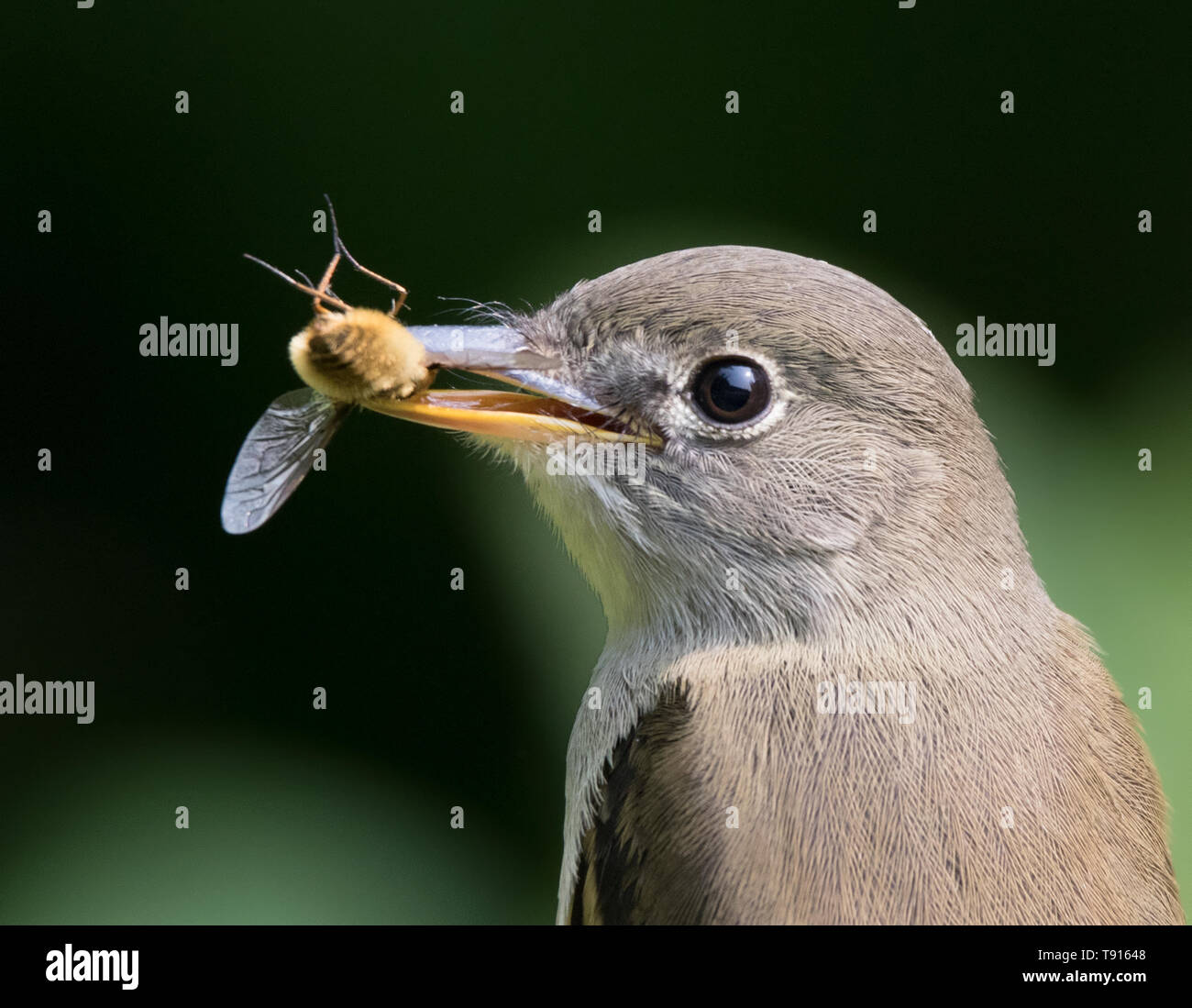 Least Flycatcher, Empidonax minimus, close-up eating a bug in Saskatoon ...