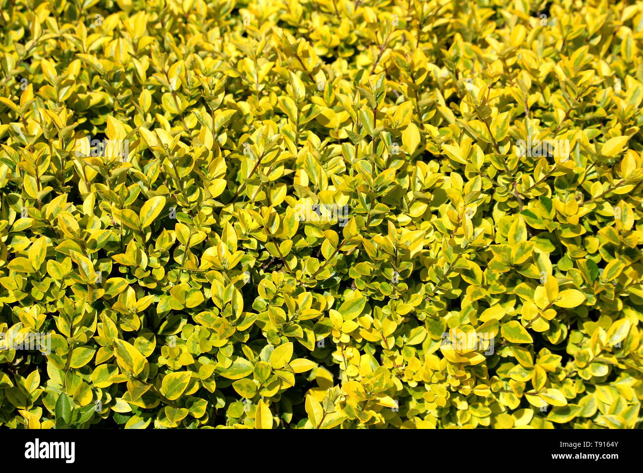 Yellow Green Hedge High Resolution Stock Photography and Images - Alamy