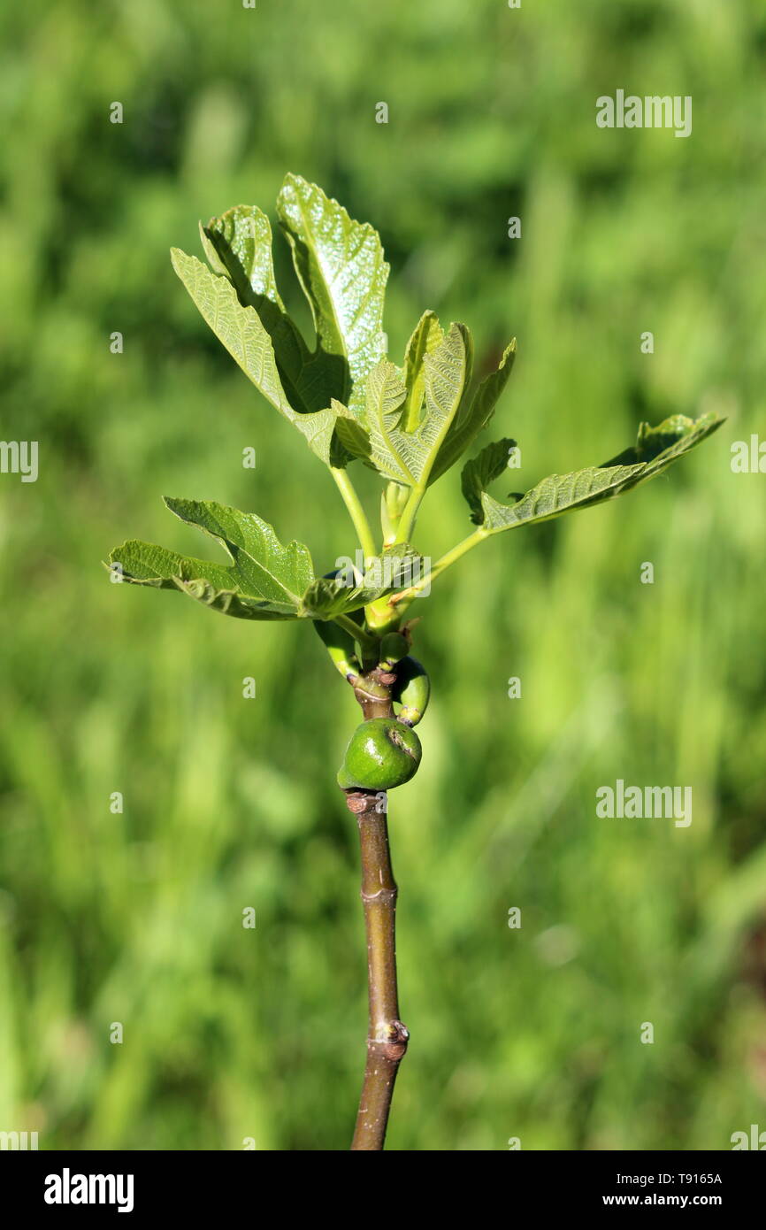 Branch of Fig tree or Ficus carica or Common fig with small fresh figs ...