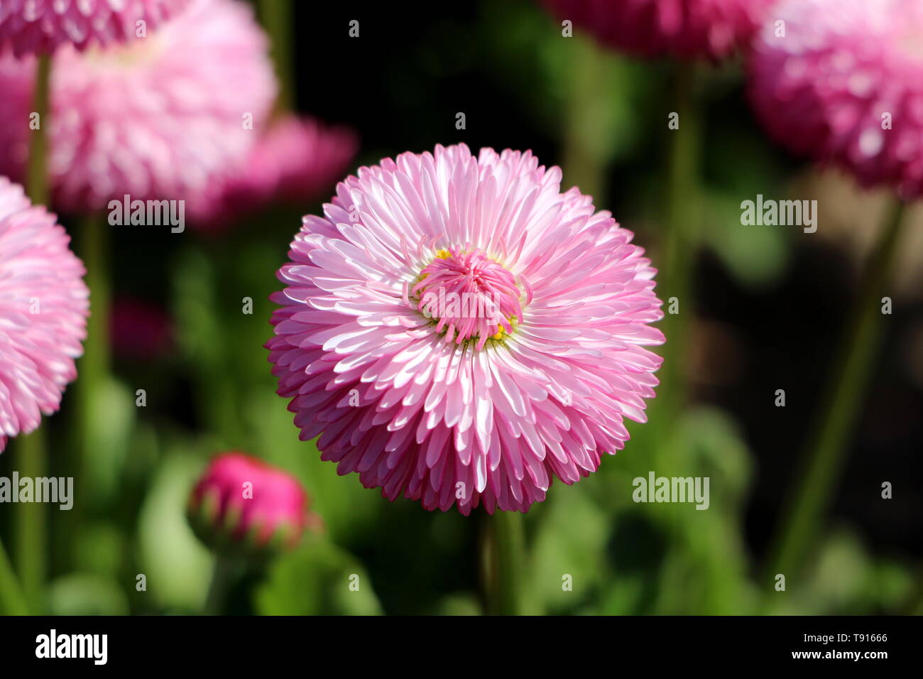 Pink Daisy Like Flower Stock Photos & Pink Daisy Like Flower Stock ...