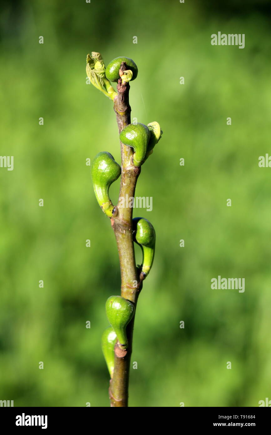 Small green figs hi-res stock photography and images - Alamy