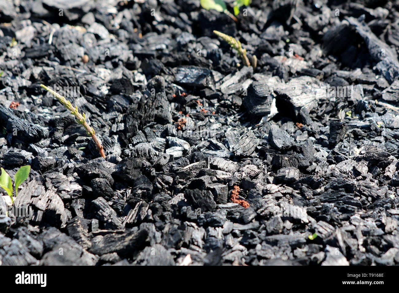 Fresh green plants growing from coal spread on ground left from last ...