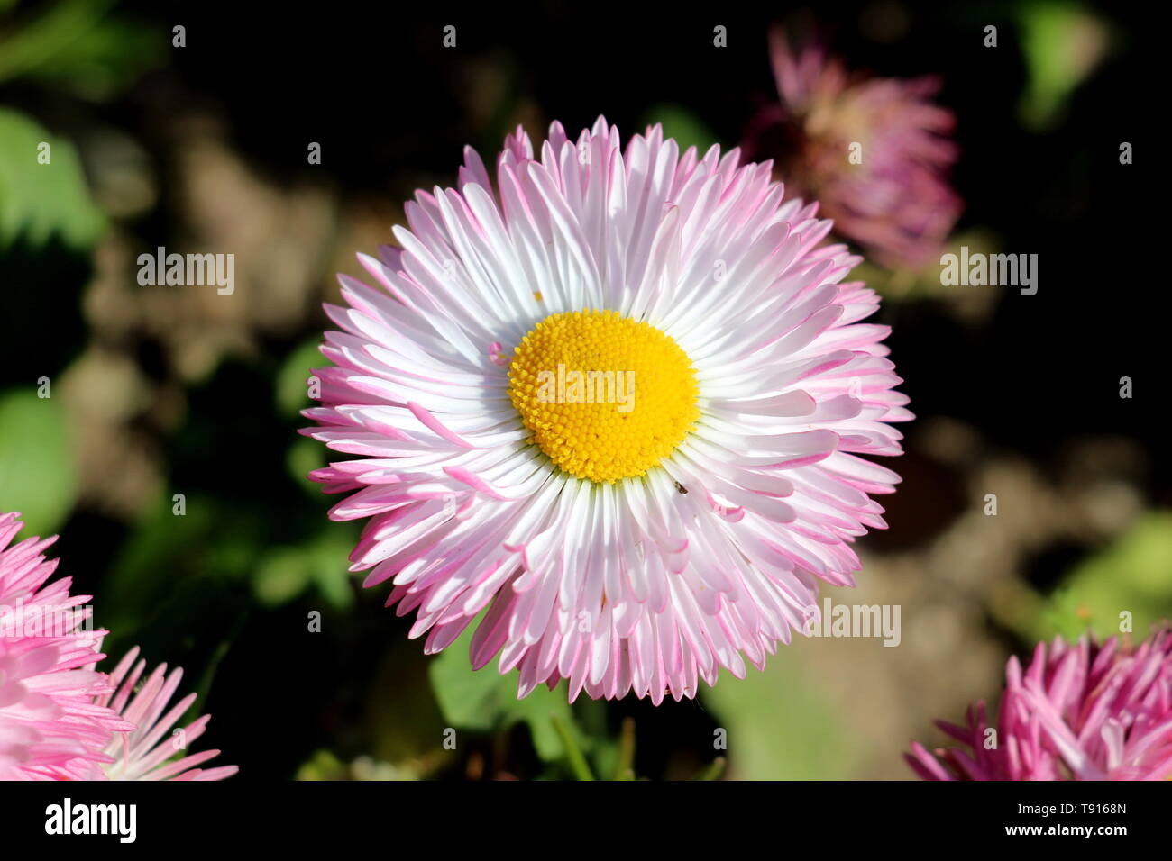 Fully open blooming Common daisy or Bellis perennis or English daisy or ...