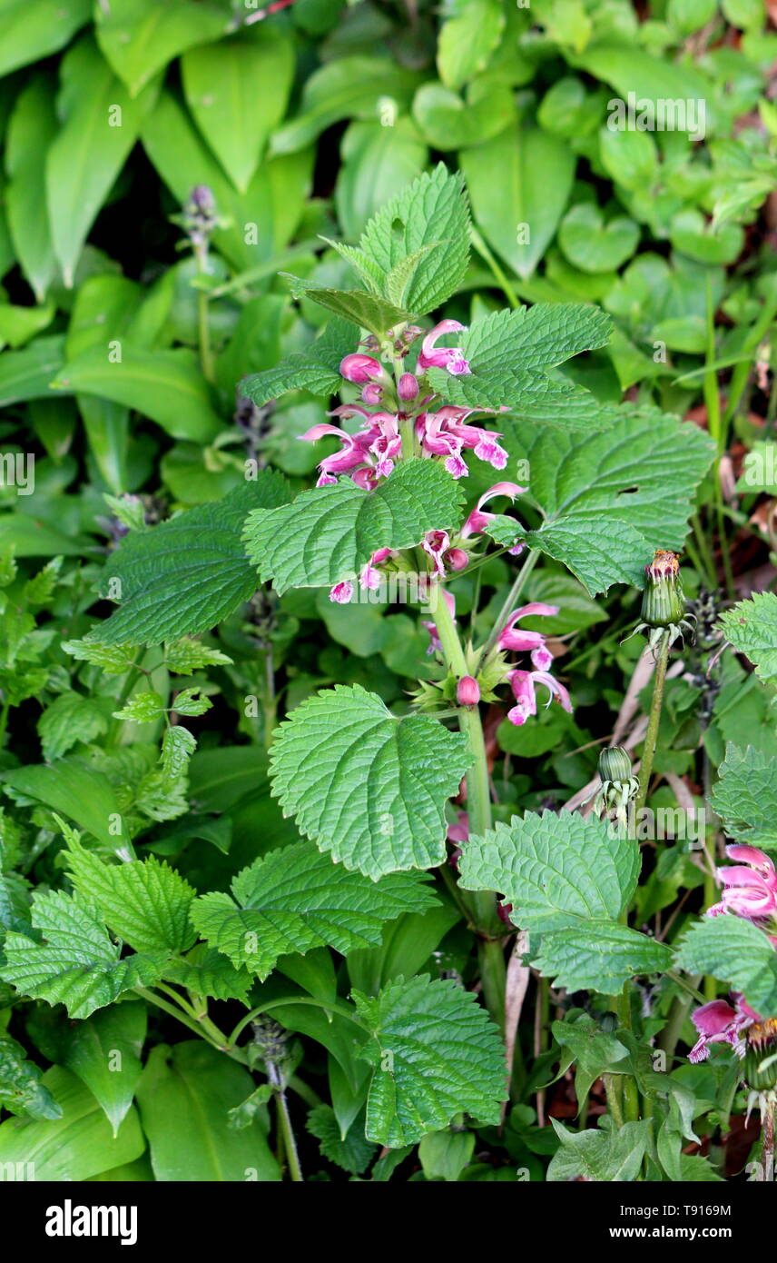 Hedgenettle or Stachys or Heal-all or Self-heal or Woundwort or Betony ...