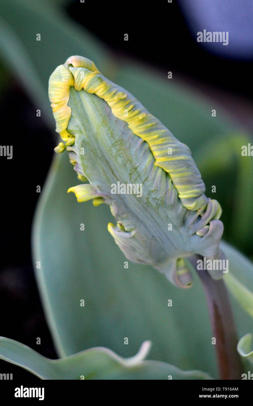 Jagged tulip plant with dark to light green fully closed tepals with ...