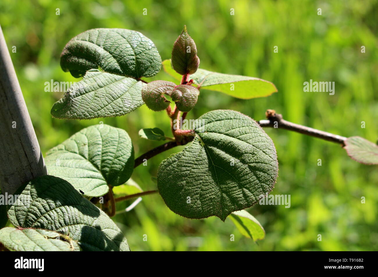 Kiwi Fruit Tree Leaves