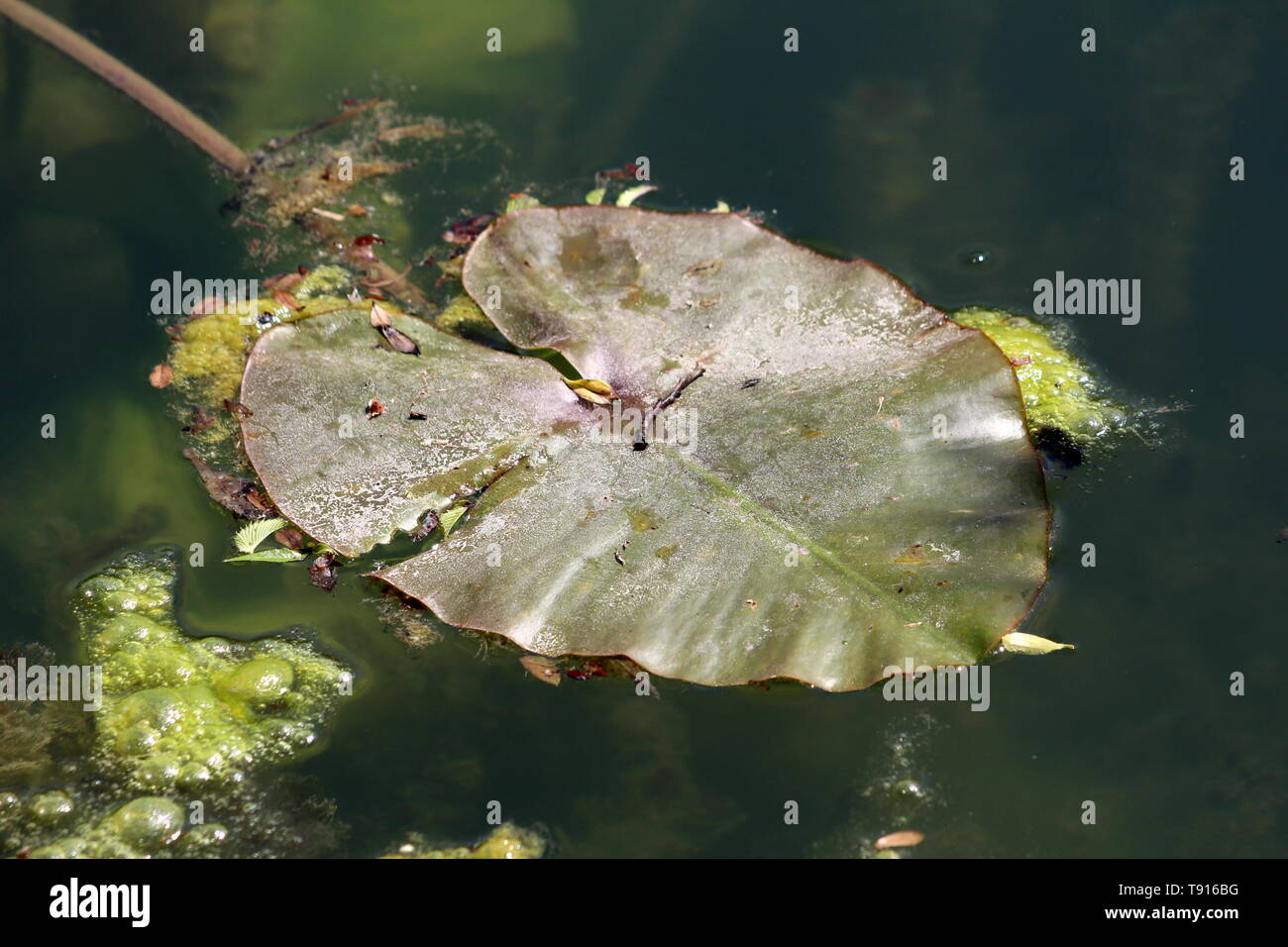 Large Water lily or Nymphaea aquatic rhizomatous perennial herb plant ...