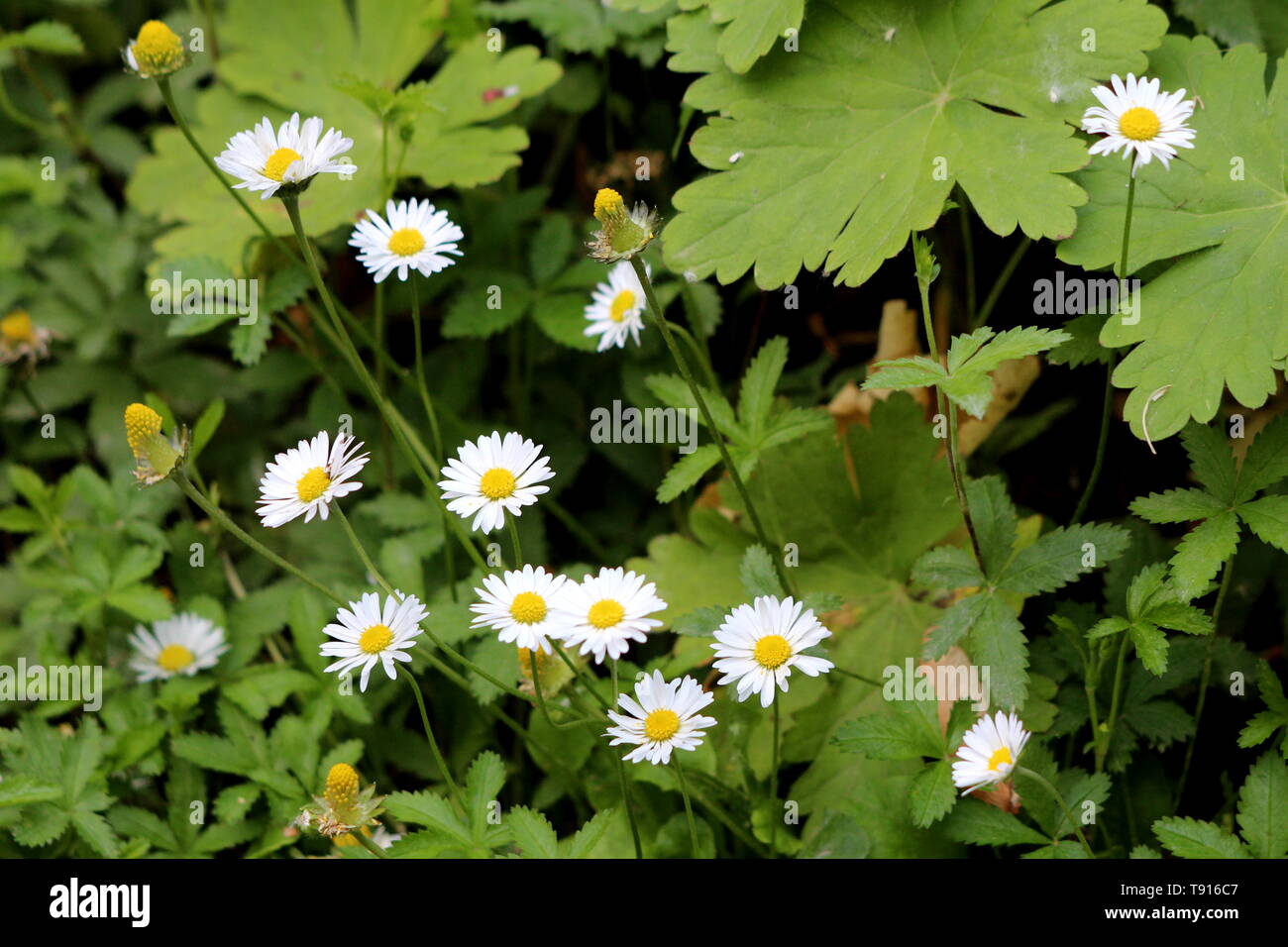 Multiple Common daisy or Bellis perennis or English daisy or Meadow ...
