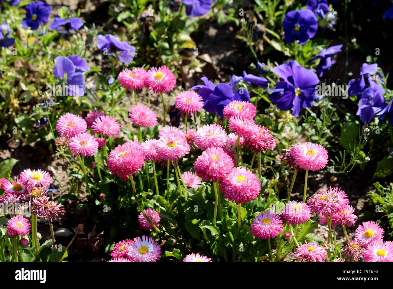 Pink pompon like Common daisy or Bellis perennis or English daisy or ...