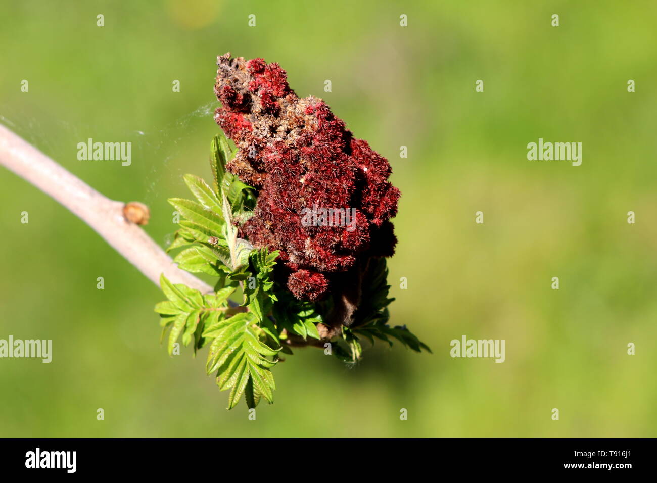 Cone shaped flowers hi-res stock photography and images - Alamy