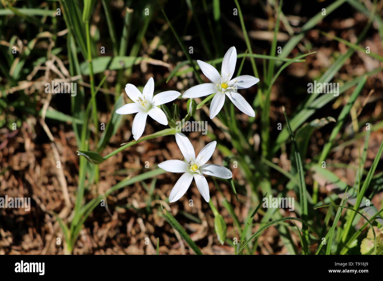 Small White Star Shaped Flowers