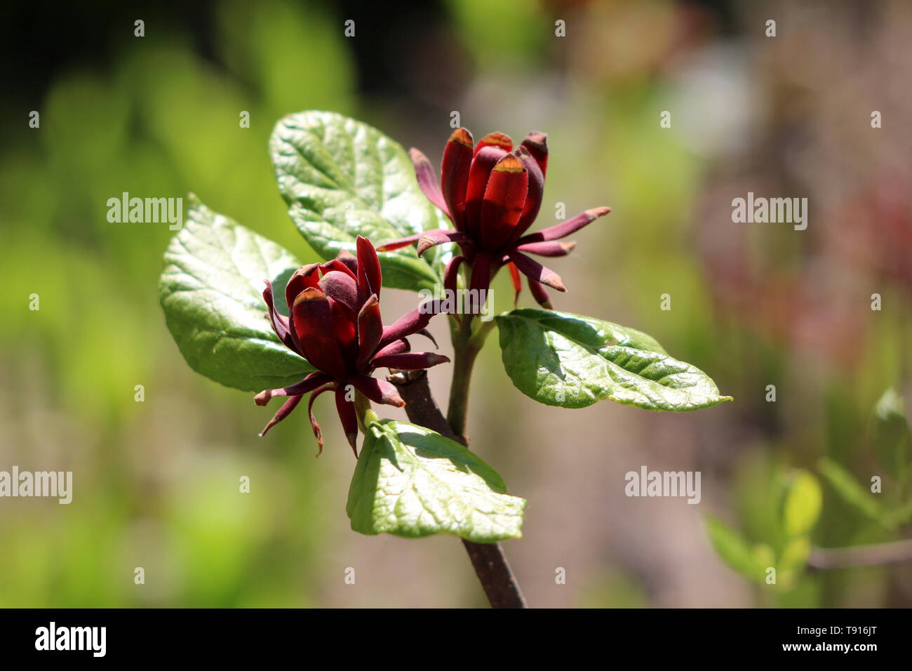 Sweetshrub or Calycanthus deciduous shrub flowering plant with two dark ...
