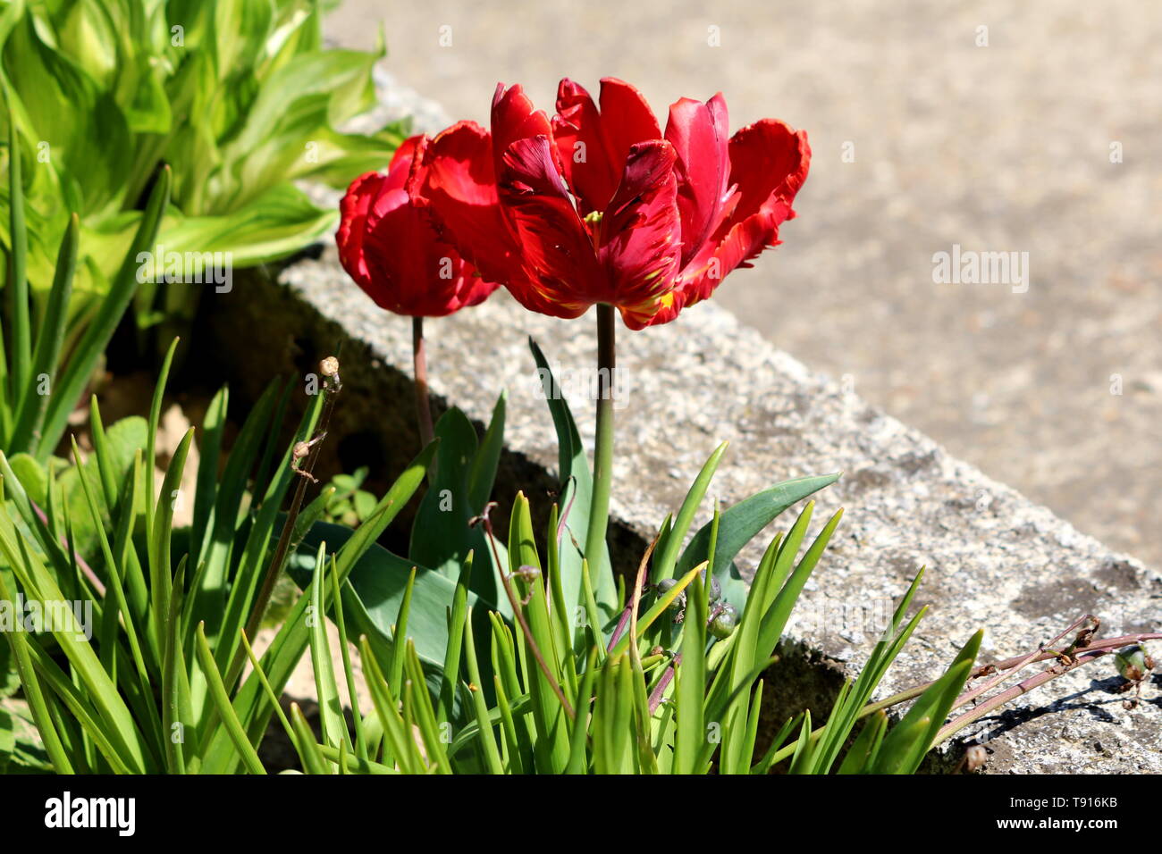 Jagged Tulips High Resolution Stock Photography and Images - Alamy