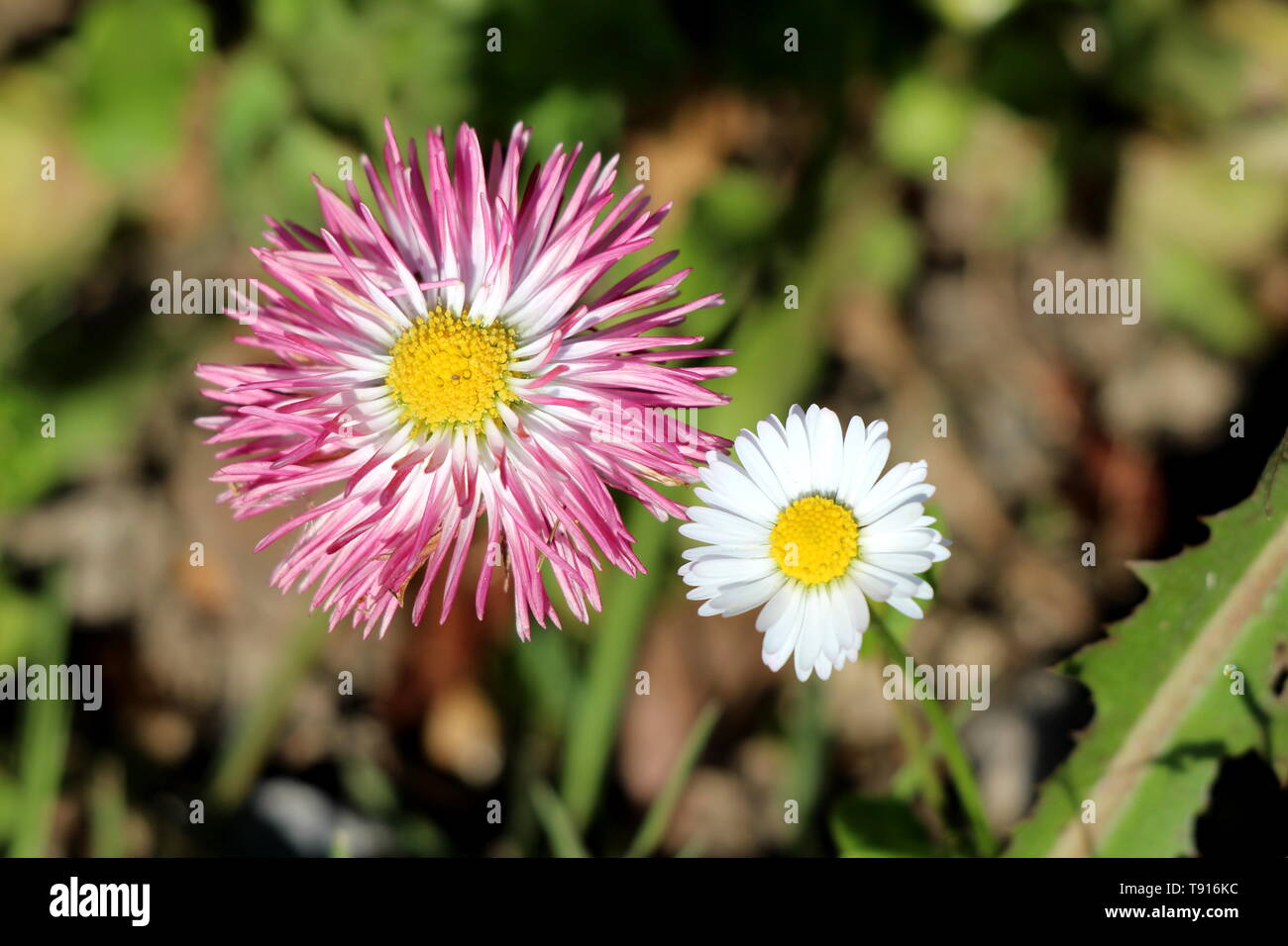 Two common daisy hi-res stock photography and images - Alamy