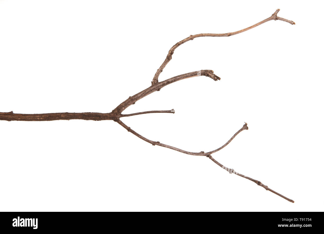 Dry bush isolated hi-res stock photography and images - Alamy