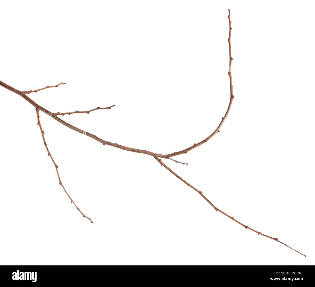 Dry tree branches isolated on white Stock Photo - Alamy