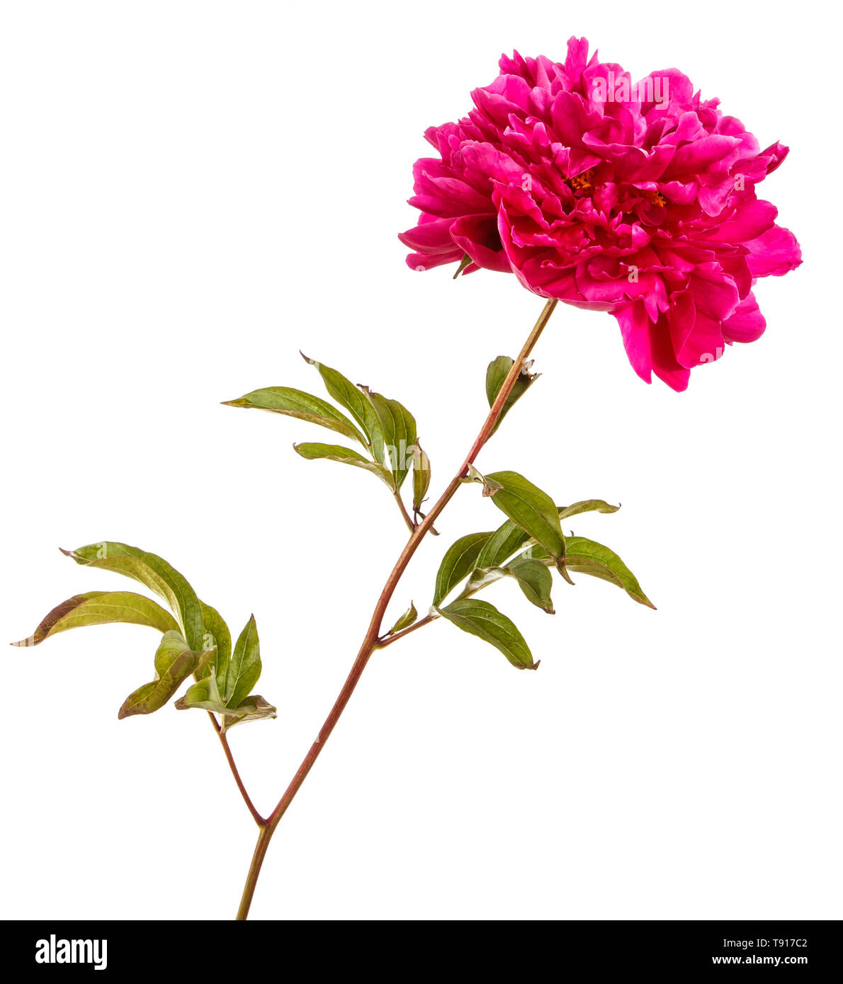 Peony flower isolated hi-res stock photography and images - Alamy