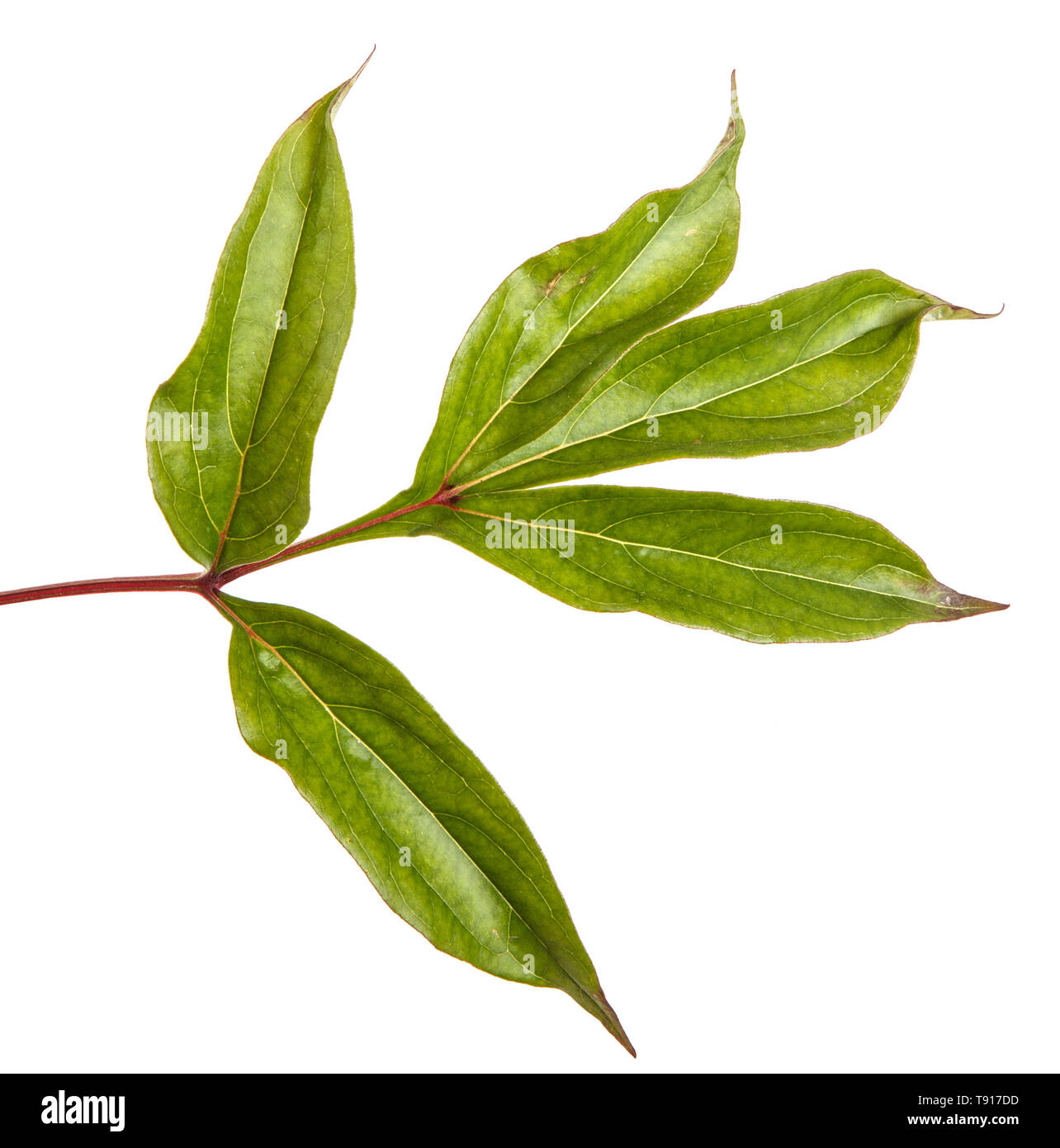 Peony plant hi-res stock photography and images - Alamy