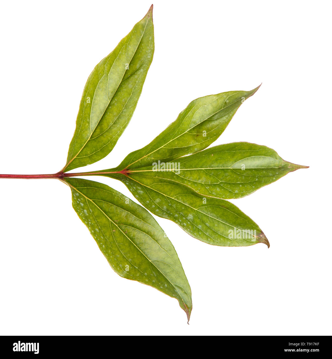 Green leaf of a peony plant. Isolated on white Stock Photo - Alamy