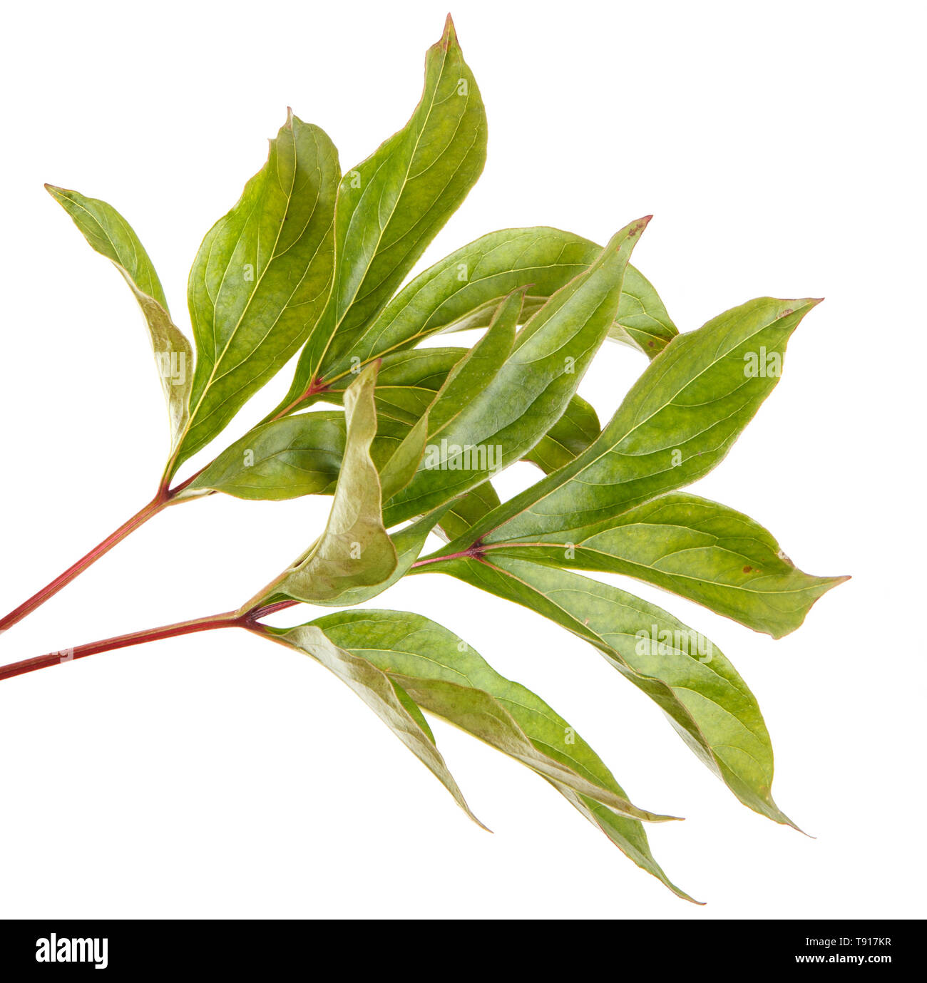 Leaf of a peony hi-res stock photography and images - Alamy