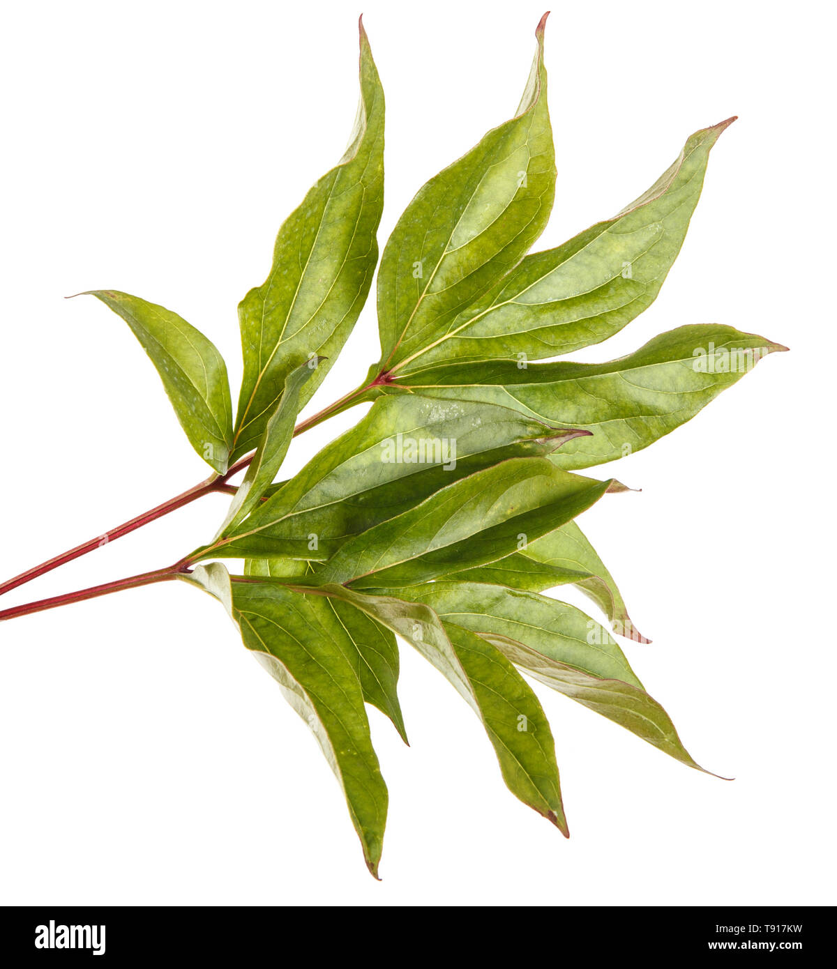 Green leaf of a peony plant. Isolated on white Stock Photo - Alamy